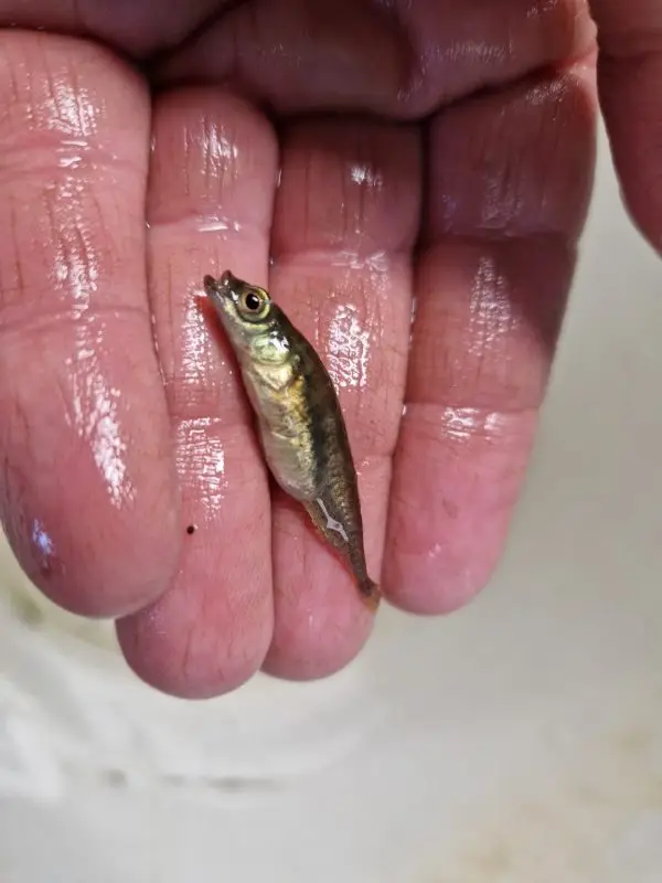 Nine Spined Stickleback - dcfreshwaterfish.co.uk
