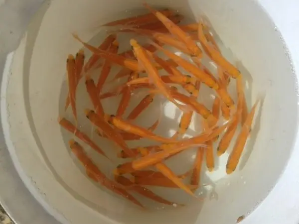 Golden Orfe - dcfreshwaterfish.co.uk
