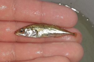 Three Spined Stickleback - dcfreshwaterfish.co.uk