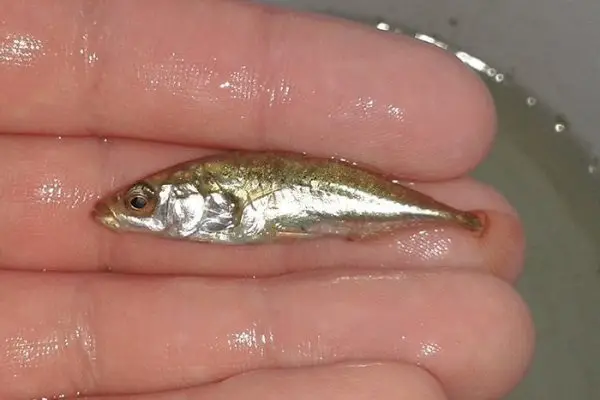 Three Spined Stickleback - dcfreshwaterfish.co.uk