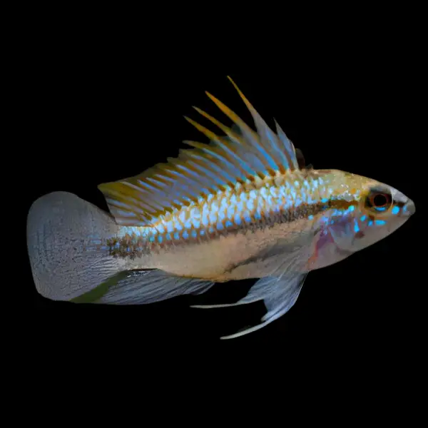 Apistogramma Trifasciatus 3cm - dcfreshwaterfish.co.uk