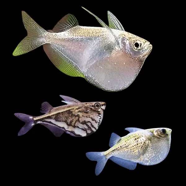 Hatchetfish - dcfreshwaterfish.co.uk