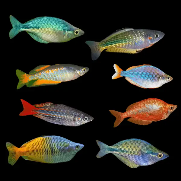 Rainbow Fish - dcfreshwaterfish.co.uk