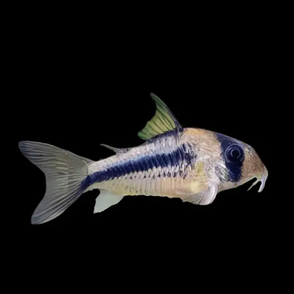 Axelrods Corydoras Axelrodi 4cm Catfish - dcfreshwaterfish.co.uk