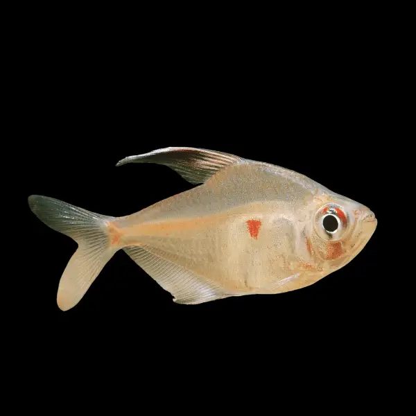 Bleeding Heart Tetra Hyphessobrycon Erythrostigma 2cm ...