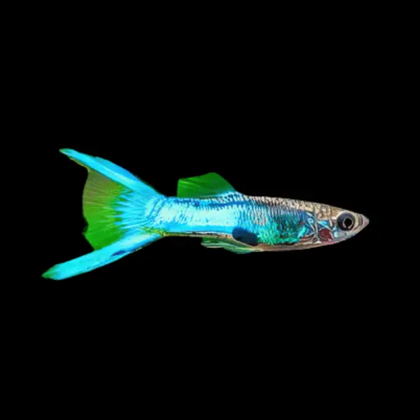 Blue Male Endler Guppy Fish Poecilia Wingei 3cm - dcfreshwaterfish.co.uk