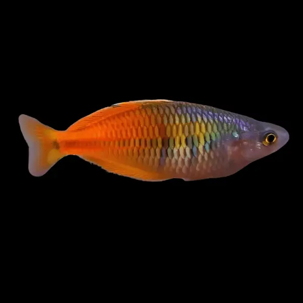 Boesemani Red Fire Rainbow Fish Melanotaenia Boesemani 5cm ...