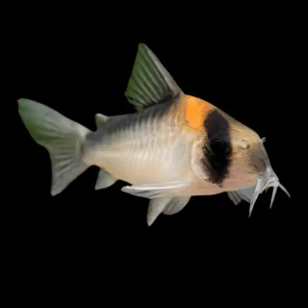Burgess Corydoras Burgessi 4cm Catfish - dcfreshwaterfish.co.uk