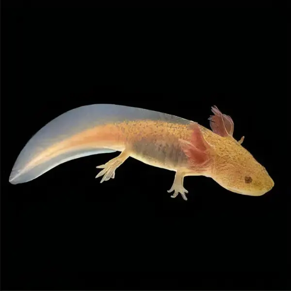 Copper Axolotl Ambystoma Mexicanum - dcfreshwaterfish.co.uk