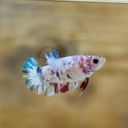 Female Betta Koi - dcfreshwaterfish.co.uk