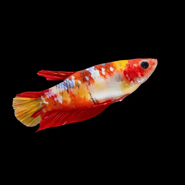 Female Betta Koi - dcfreshwaterfish.co.uk