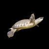A1 Fly River Turtle Carettochelys Insculpta 15cm - Auction ...