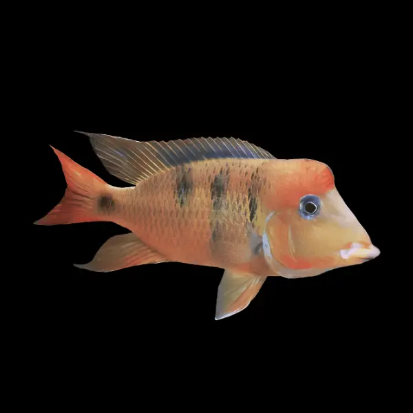 Geophagus Pellegrini 4cm - dcfreshwaterfish.co.uk