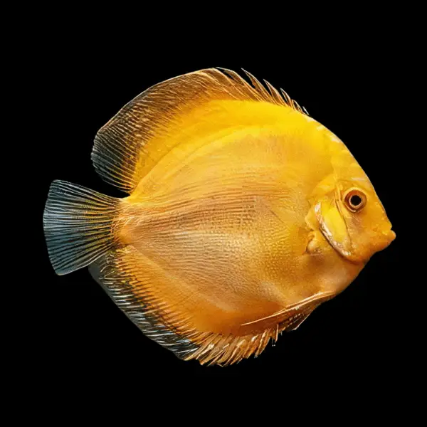 Golden Discus - dcfreshwaterfish.co.uk