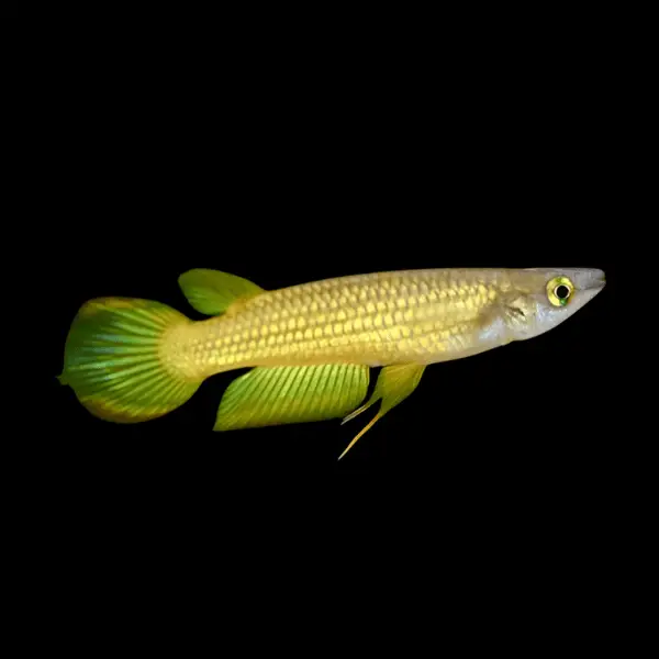 Golden Wonder Panchax Aplocheilus Lineatus 3cm - dcfreshwaterfish.co.uk