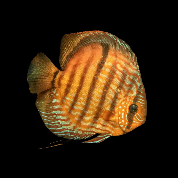 Heckel Discus - dcfreshwaterfish.co.uk