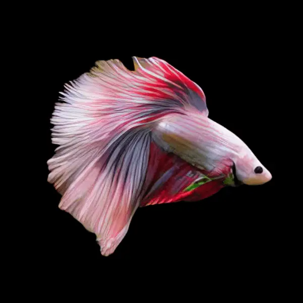 Male Betta Super Delta - dcfreshwaterfish.co.uk