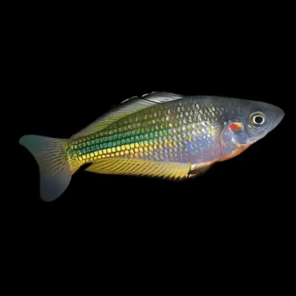 Rainbow Fish - dcfreshwaterfish.co.uk