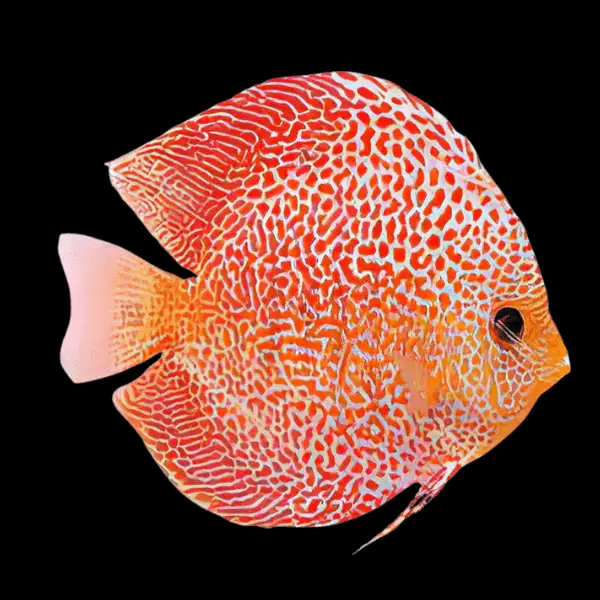 Penang Eruption Discus - dcfreshwaterfish.co.uk