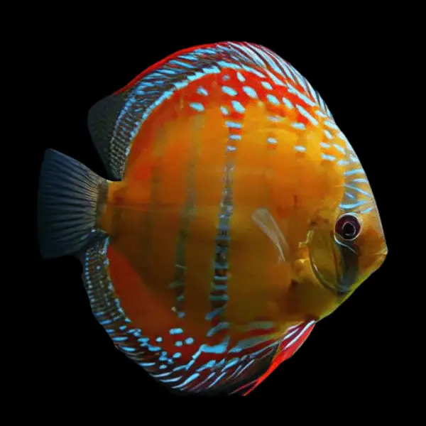 Red Alenquer Discus - dcfreshwaterfish.co.uk