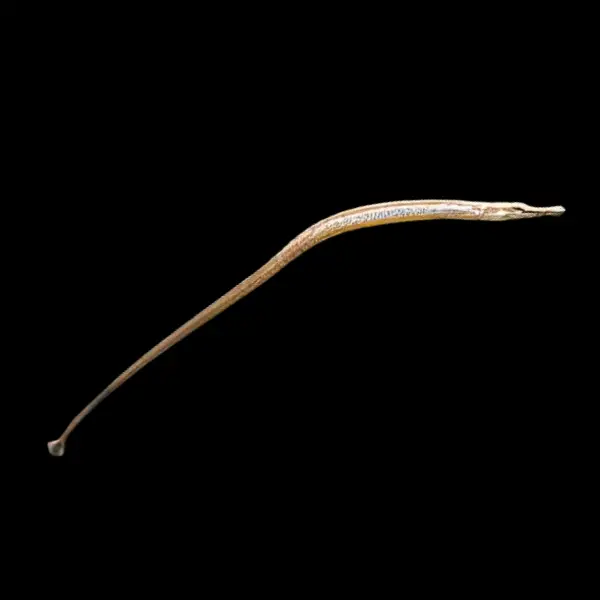 Red Belly Pipefish Doryichthys Martensii 8cm - dcfreshwaterfish.co.uk
