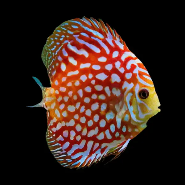 Red Eagle Turquoise Discus - dcfreshwaterfish.co.uk