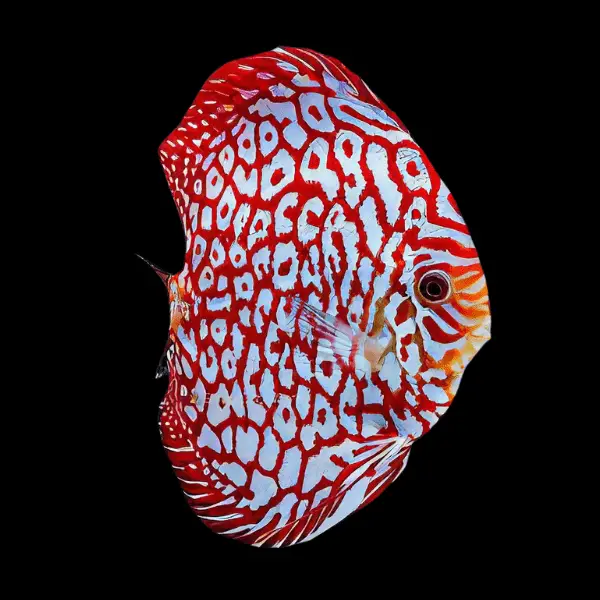 Red Jaguar Discus - dcfreshwaterfish.co.uk