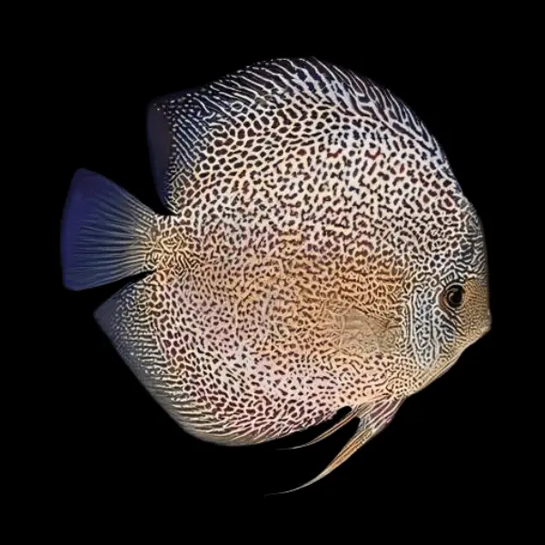 Snakeskin Discus - dcfreshwaterfish.co.uk
