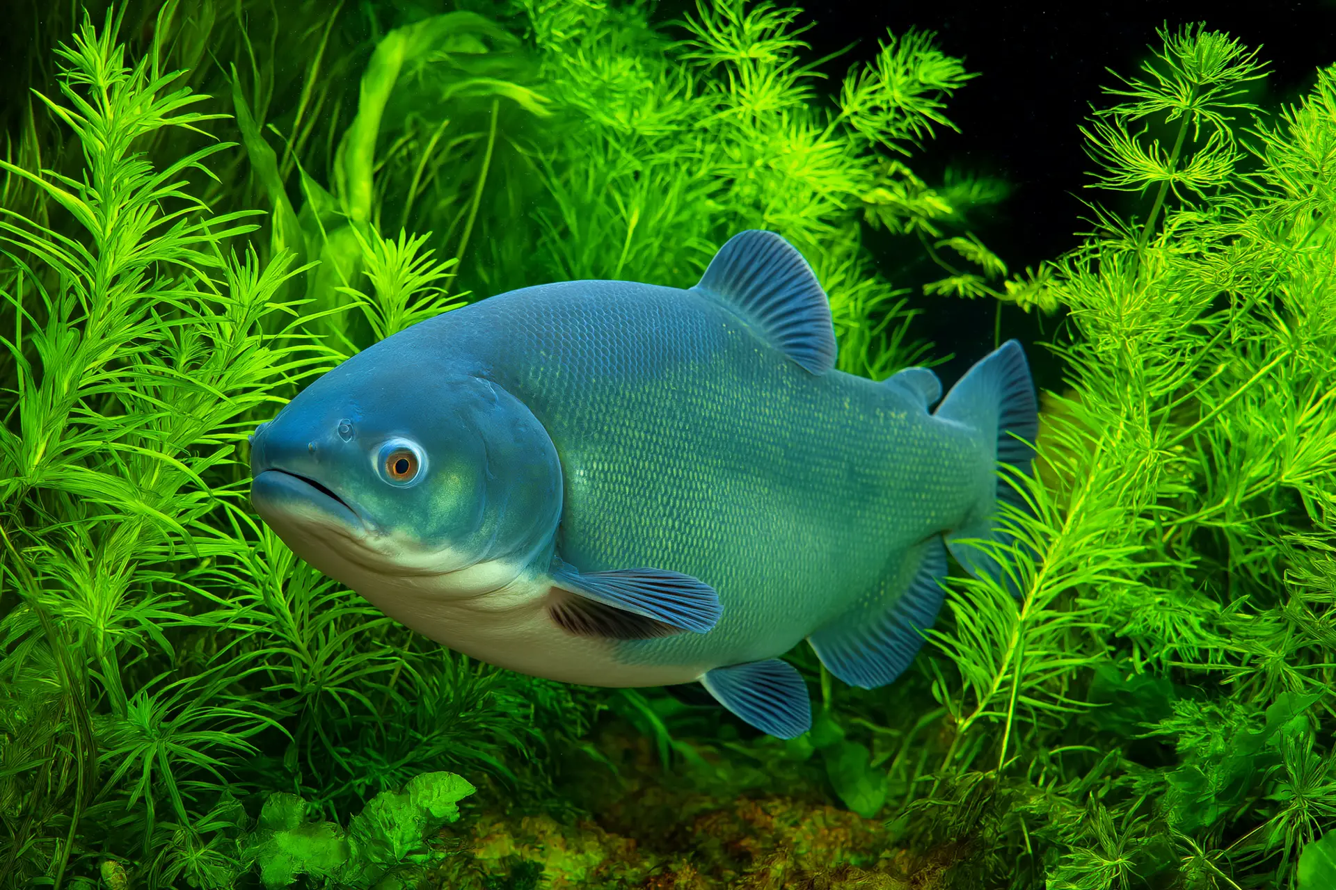 UK Native - dcfreshwaterfish.co.uk
