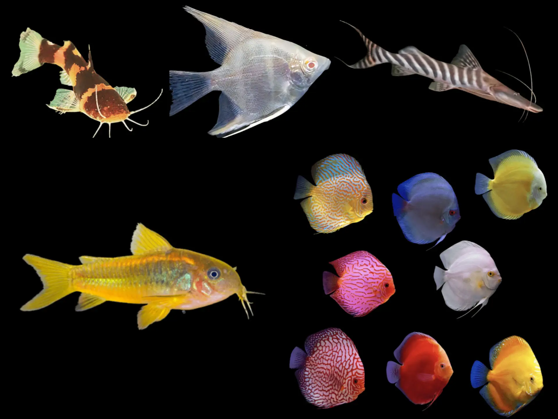 Tropical Fish - dcfreshwaterfish.co.uk