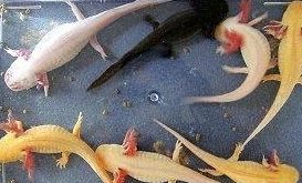 Top 10 UK Native Fish for Ponds – Pond Conservation Guide