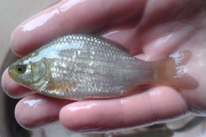 Top 10 UK Native Fish for Ponds – Pond Conservation Guide